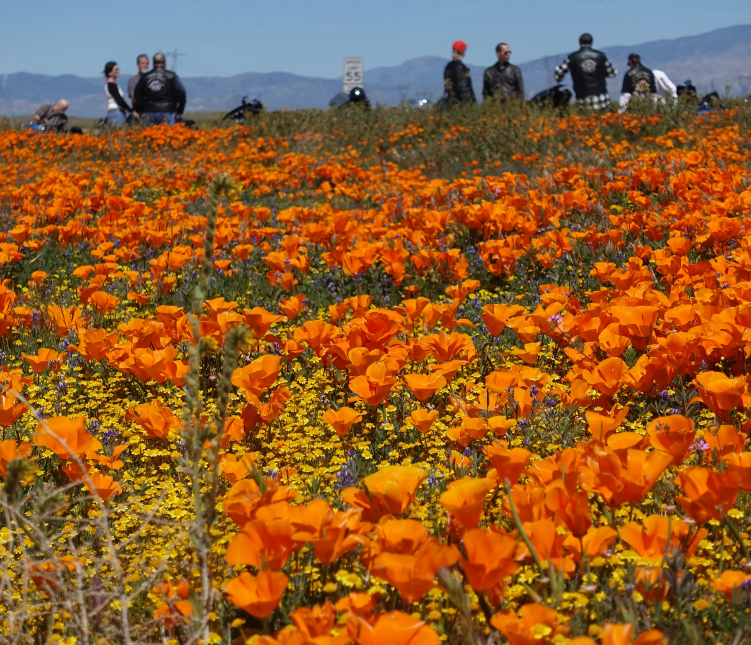 Golden State Chapter #0235 | Glendale California | H.O.G.